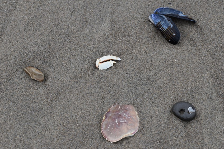 sea stuff this one | Adventures of the Madcap Christian Scientist