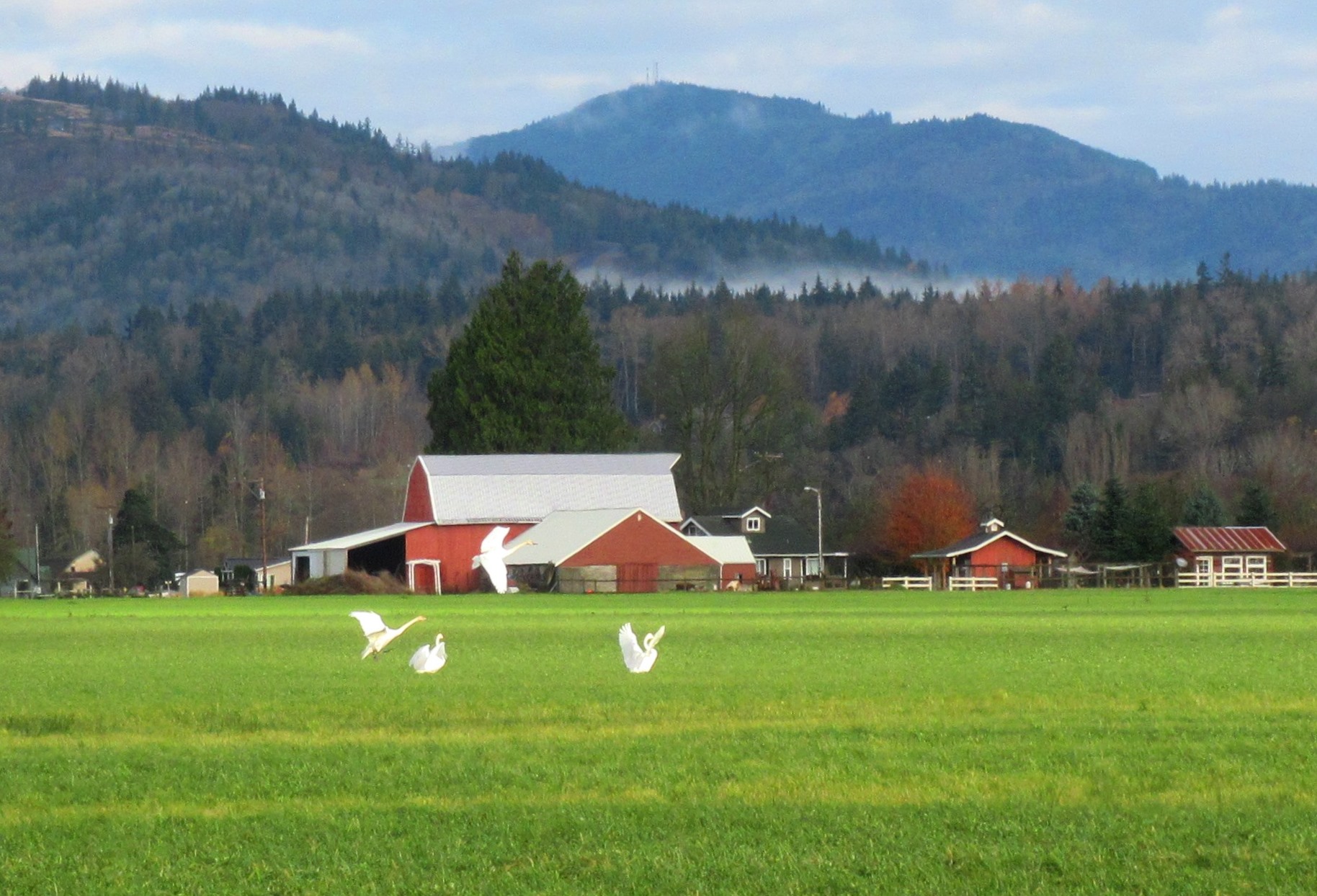 A Red Barn and Trumpeter Swans | Adventures of the Madcap Christian ...
